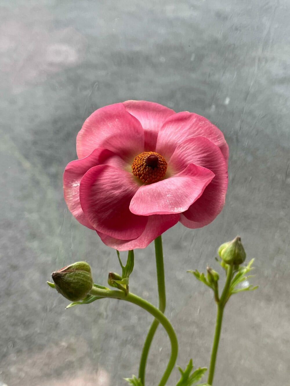 Butterfly Ranunculus (18 stems) - Petalon