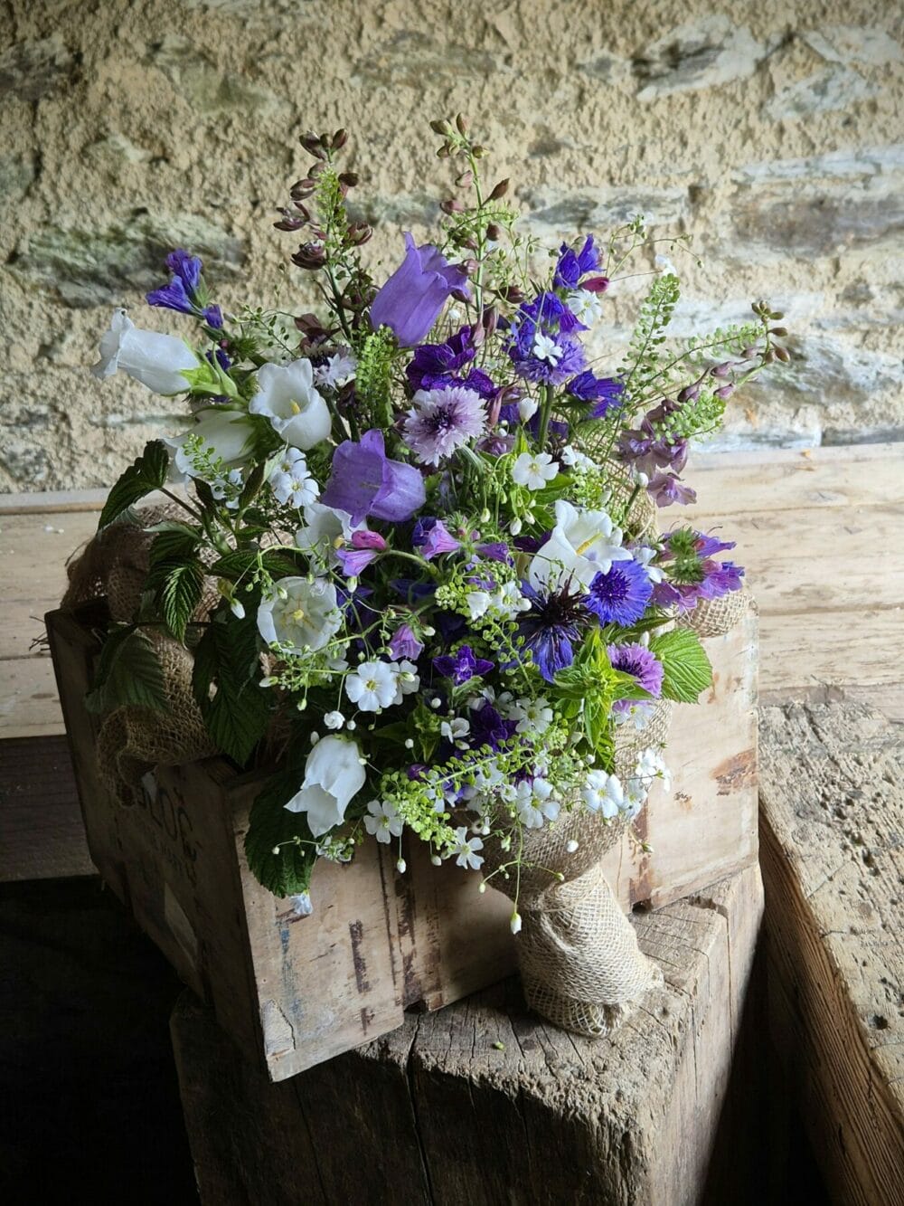 British Blue - Petalon