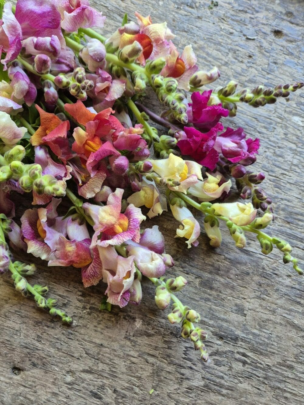 Snapdragons (18 stems) - Petalon